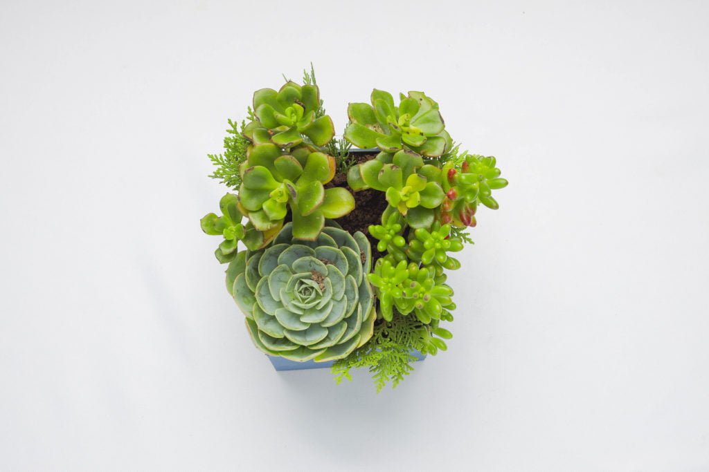 Mini Garden – Little Way Flower Shop