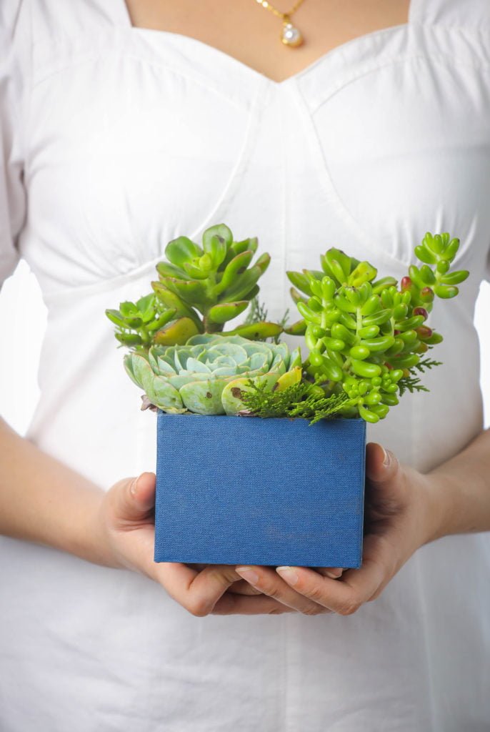 Mini Garden – Little Way Flower Shop